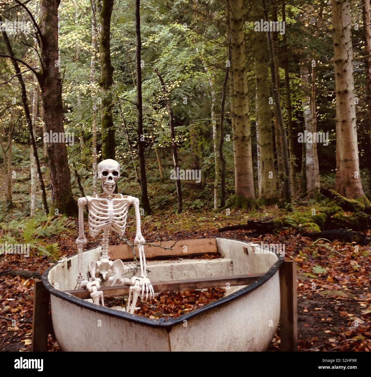 Skeleton trees hi-res stock photography and images - Alamy