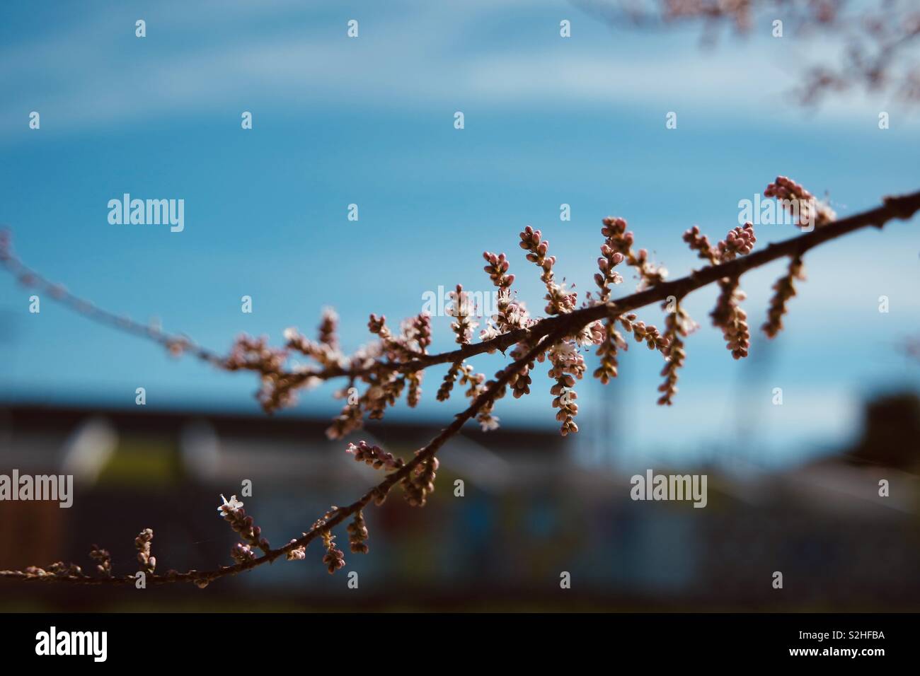 Harbinger of joy hi-res stock photography and images - Alamy