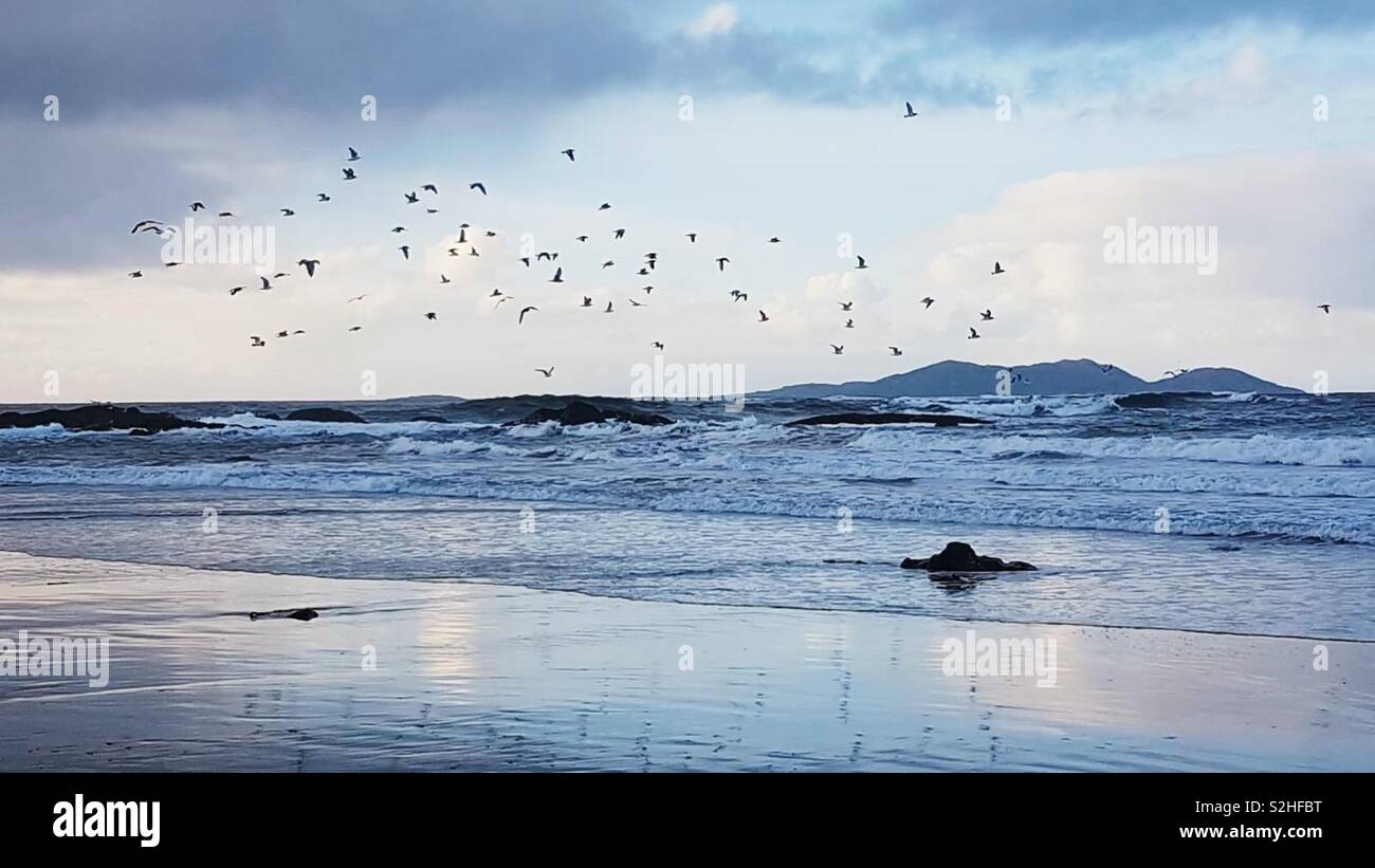Birds of the ocean Stock Photo - Alamy