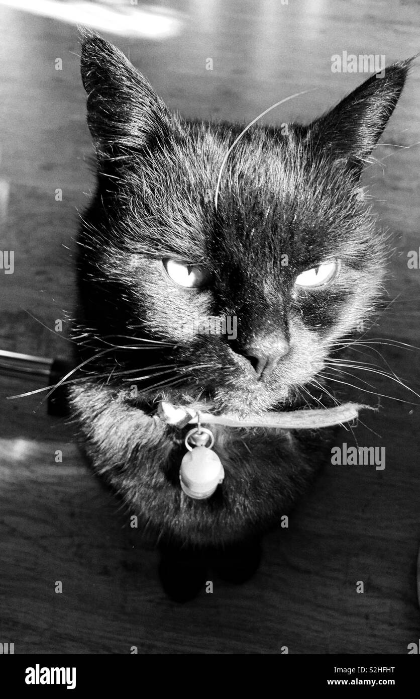 Grumpy Face High Resolution Stock Photography and Images - Alamy