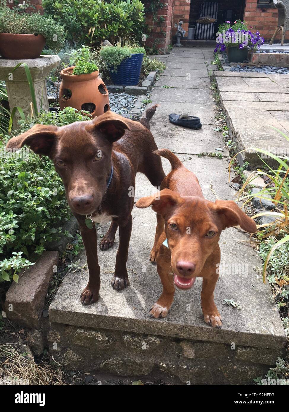 The dog brothers! Stock Photo - Alamy