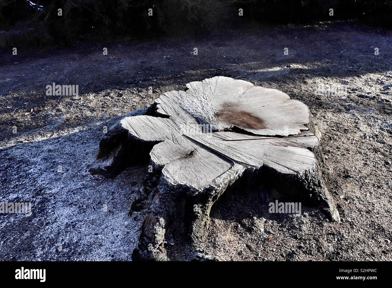 Tree stump with frost forming Stock Photo - Alamy