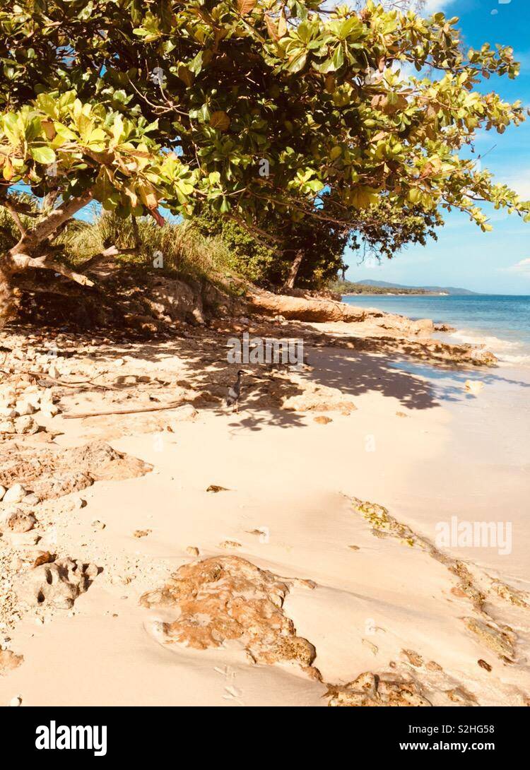 Jamaica rustic beach Stock Photo - Alamy