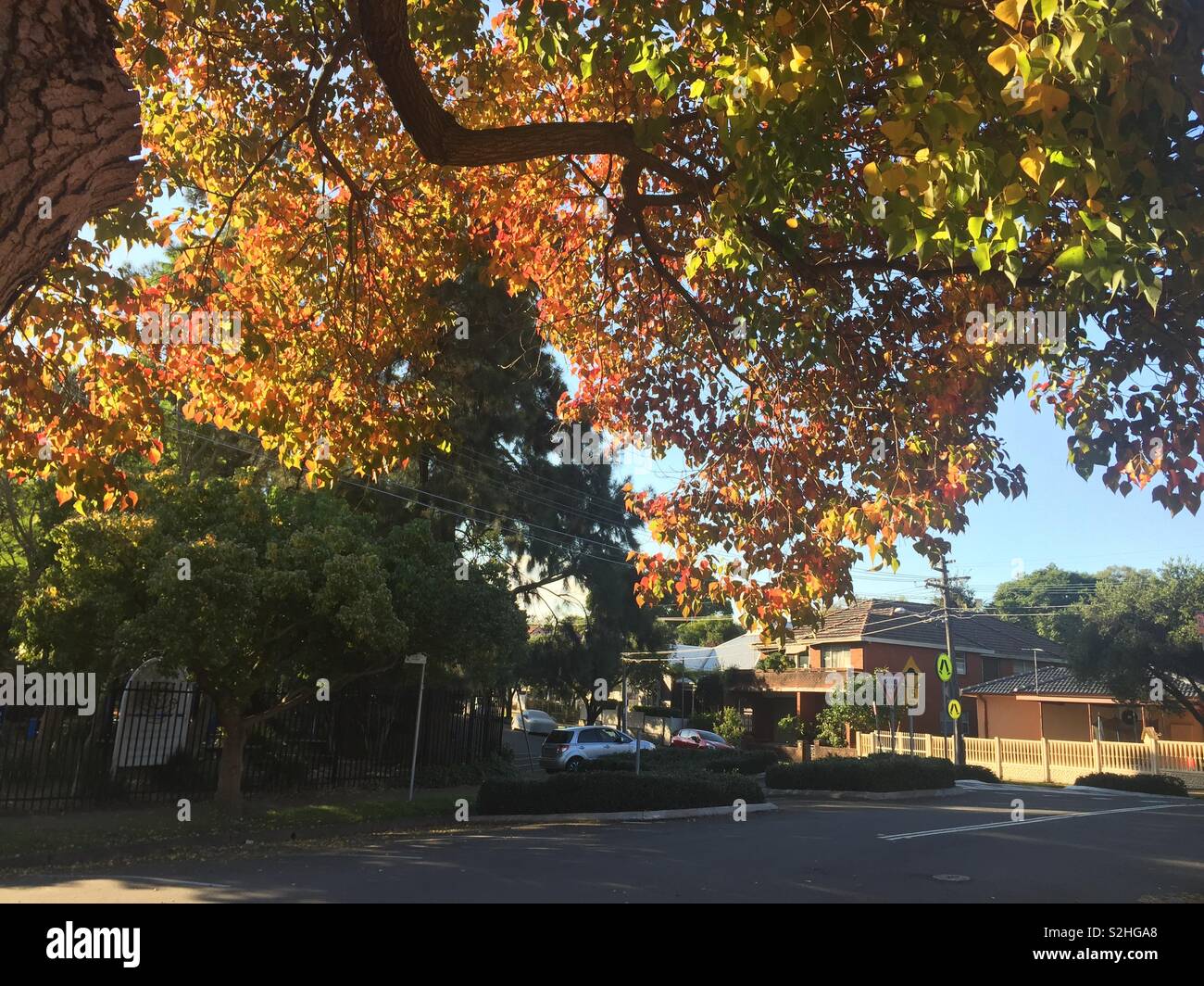 Autumn view in Sydney Stock Photo - Alamy