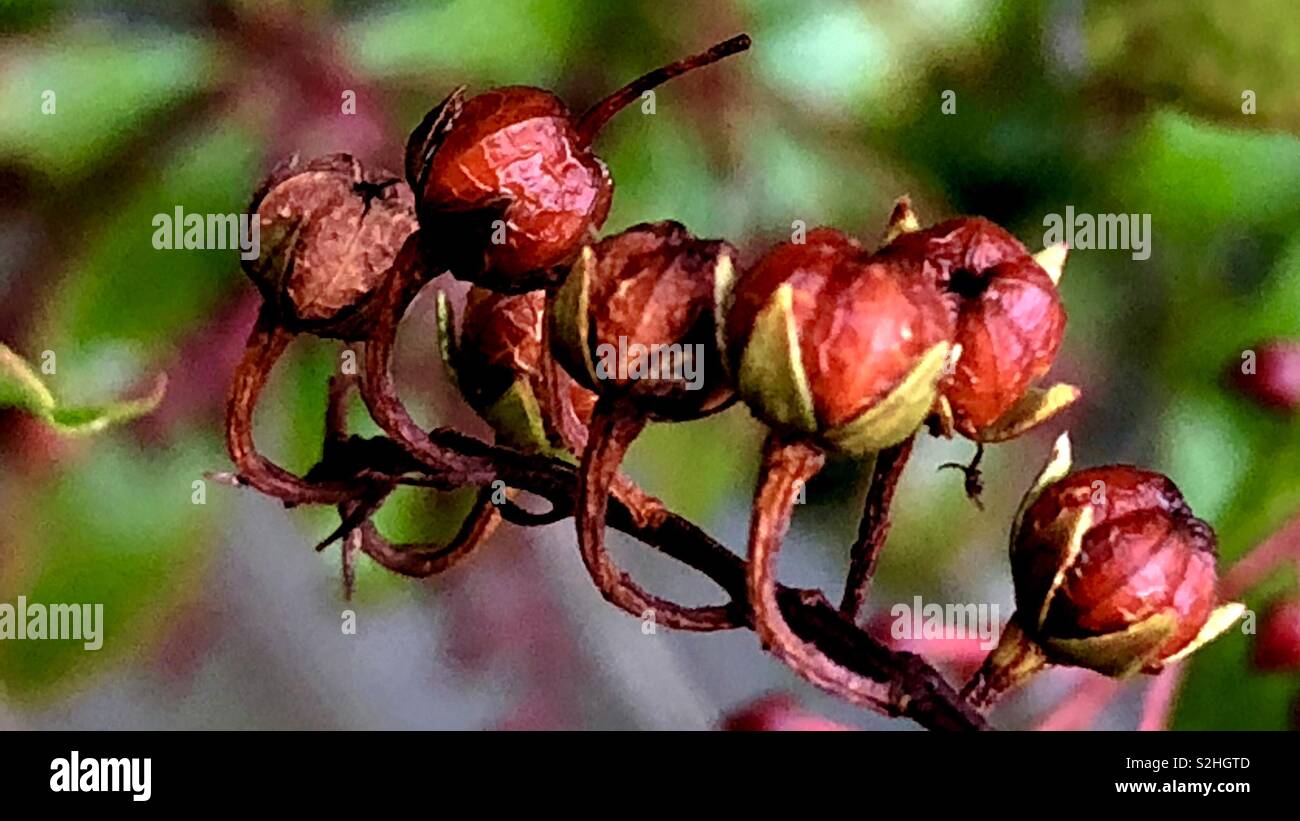 Seeds and flowers hi-res stock photography and images - Alamy