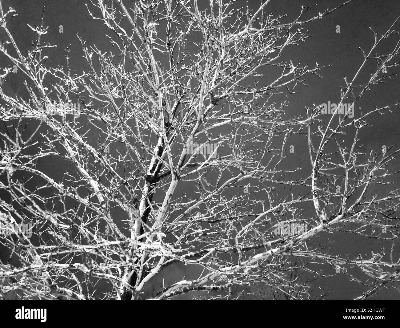 Frozen tree branches after ice storm Stock Photo - Alamy