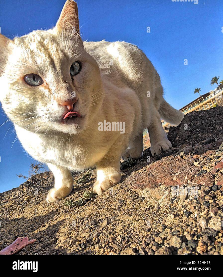 Wildcat at home Stock Photo - Alamy
