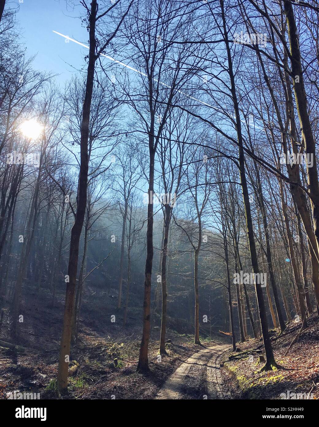 Flying through the trees hi-res stock photography and images - Alamy