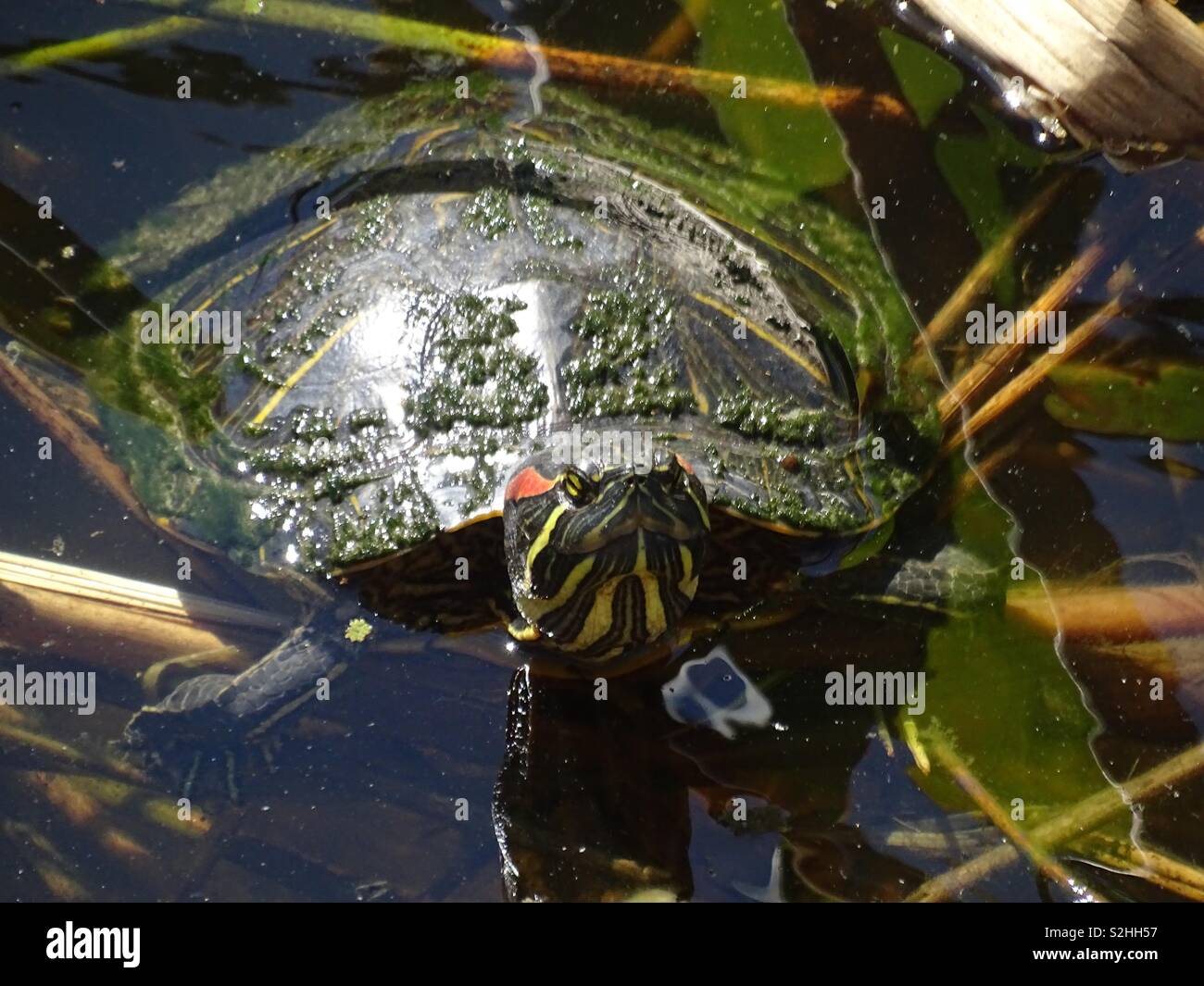 Cooter turtle hi-res stock photography and images - Alamy