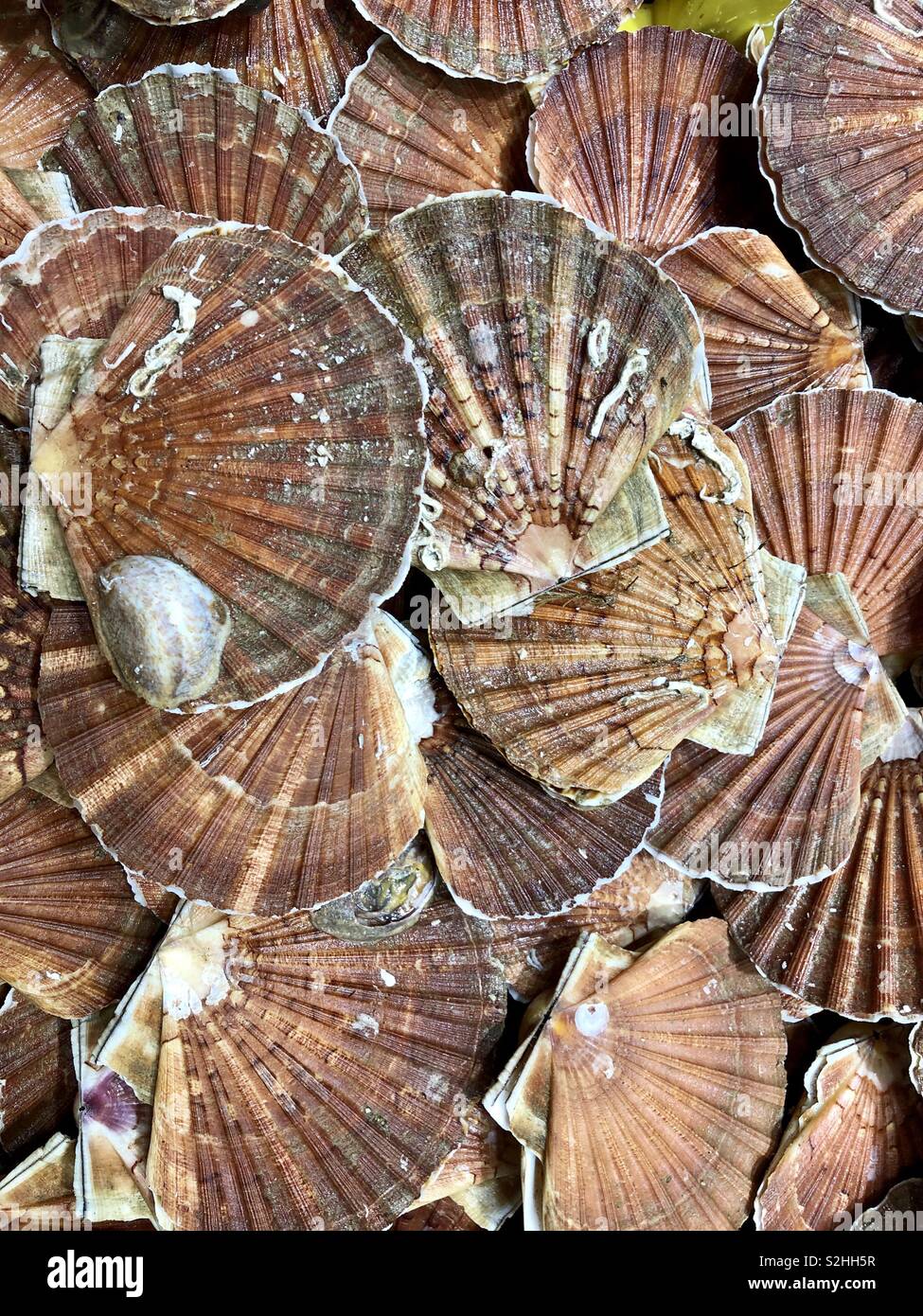 Scallops fish hi-res stock photography and images - Alamy