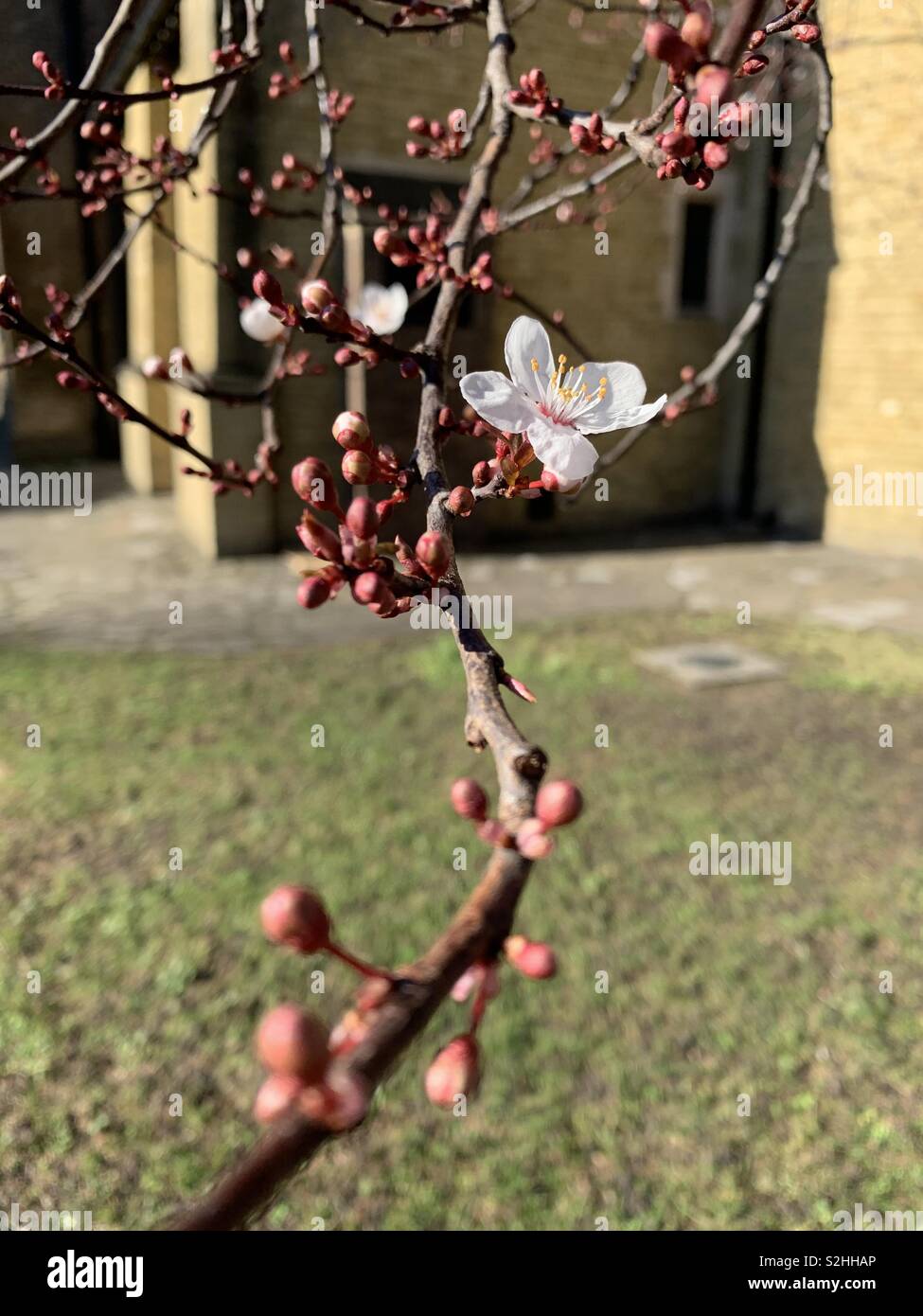 First Cherry Blossom Stock Photo - Alamy