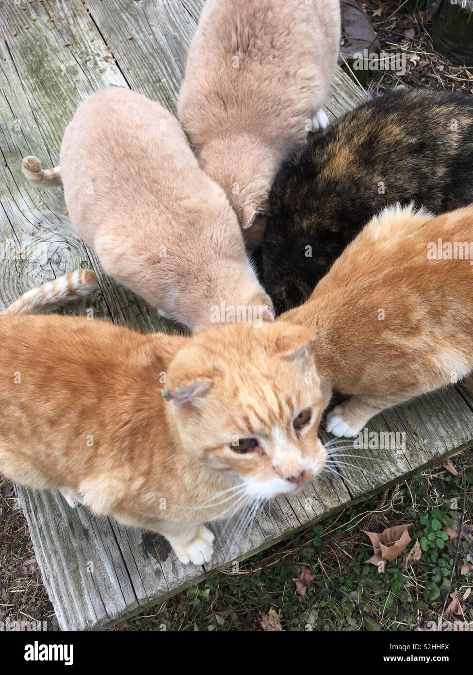 Five cats five cats hi-res stock photography and images - Alamy