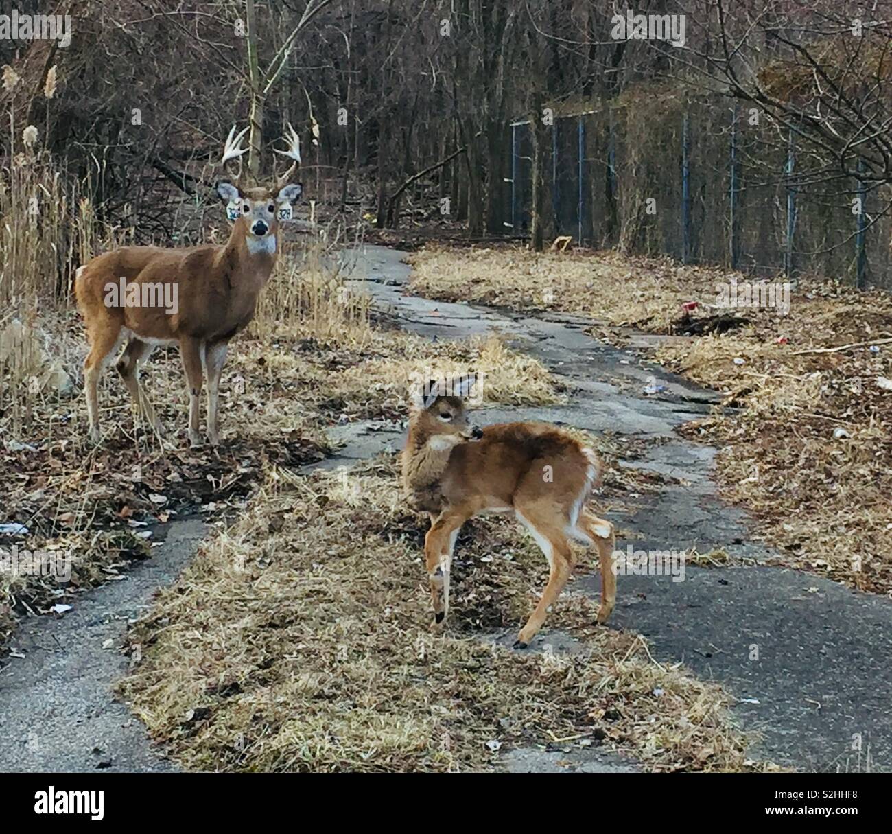 Ten-point neutered buck protectively watching over young deer Stock ...