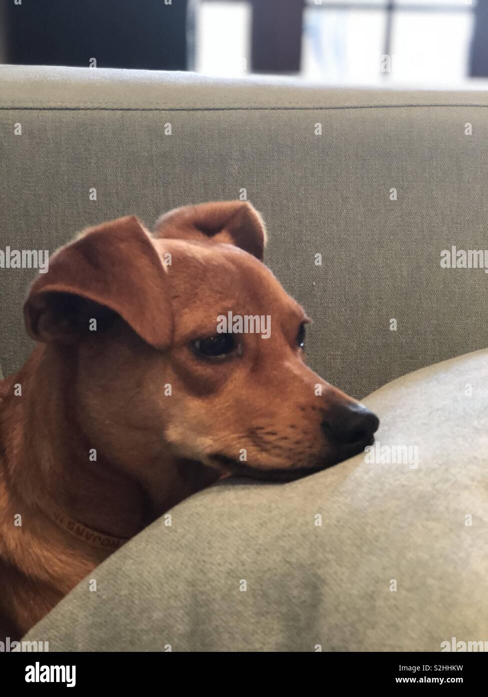 Thinking dog hi-res stock photography and images - Alamy