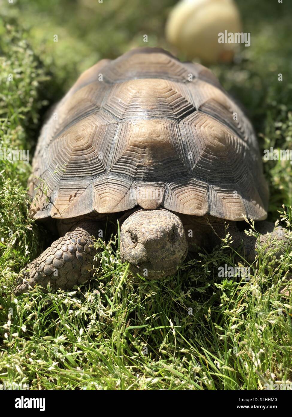 Slow tortoise hi-res stock photography and images - Alamy