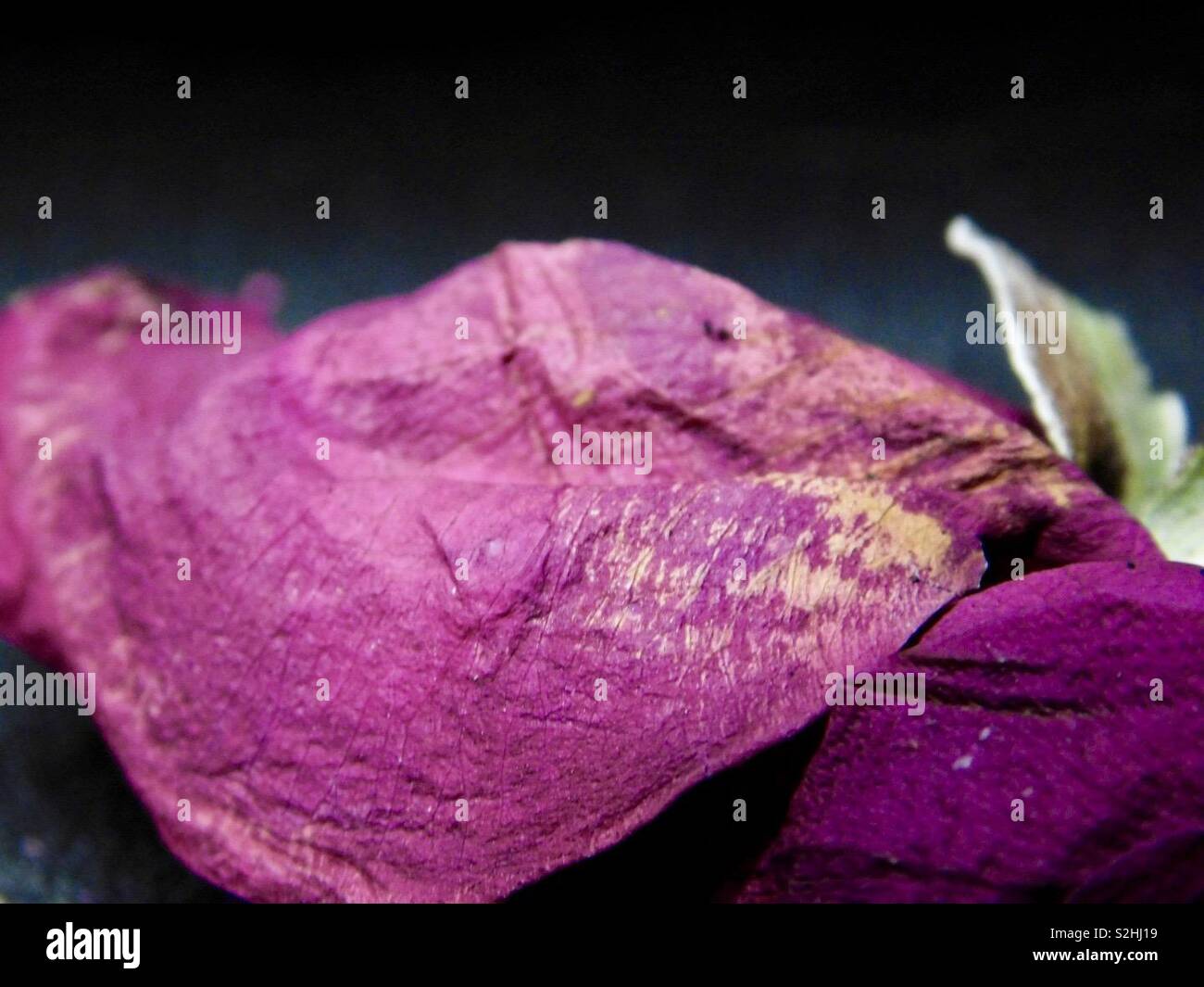 Drying wilted red rose petal Stock Photo - Alamy