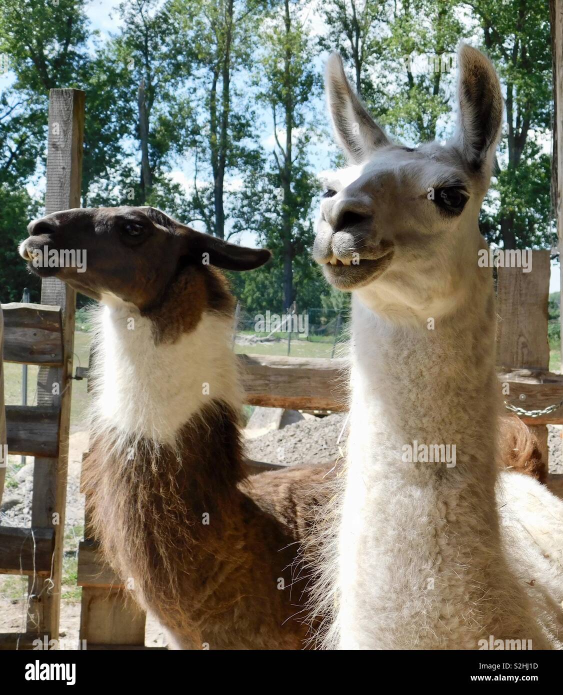 Lama and alpaca Stock Photo - Alamy