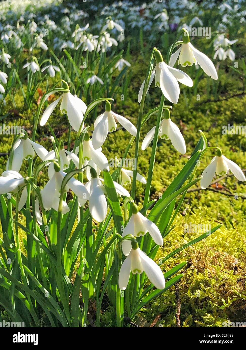 Snowdrops in Welford Park. Welford. Newbury. Berkshire, England Stock ...