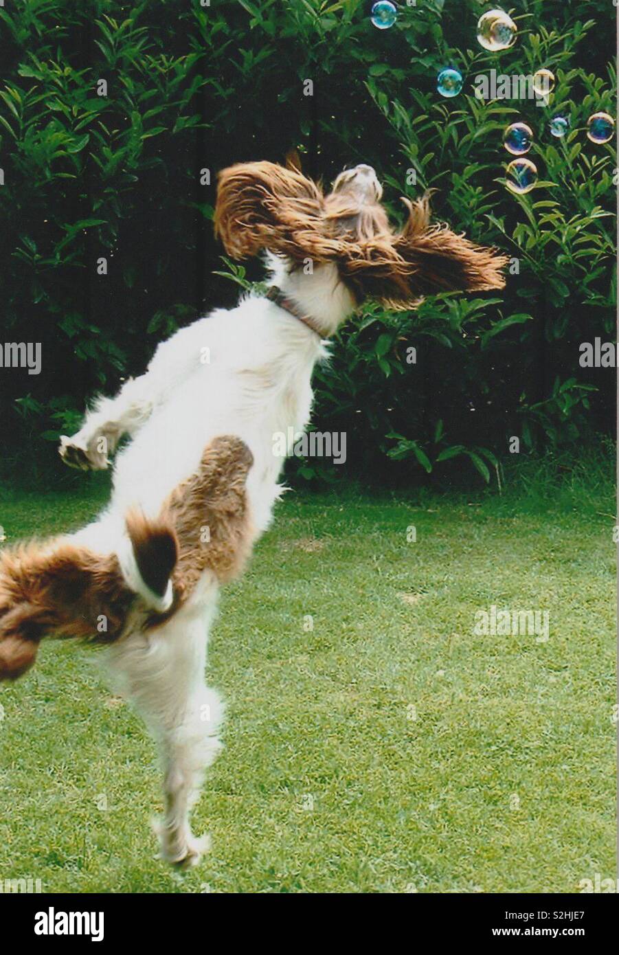 Springer Spaniel catching bubbles Stock Photo - Alamy
