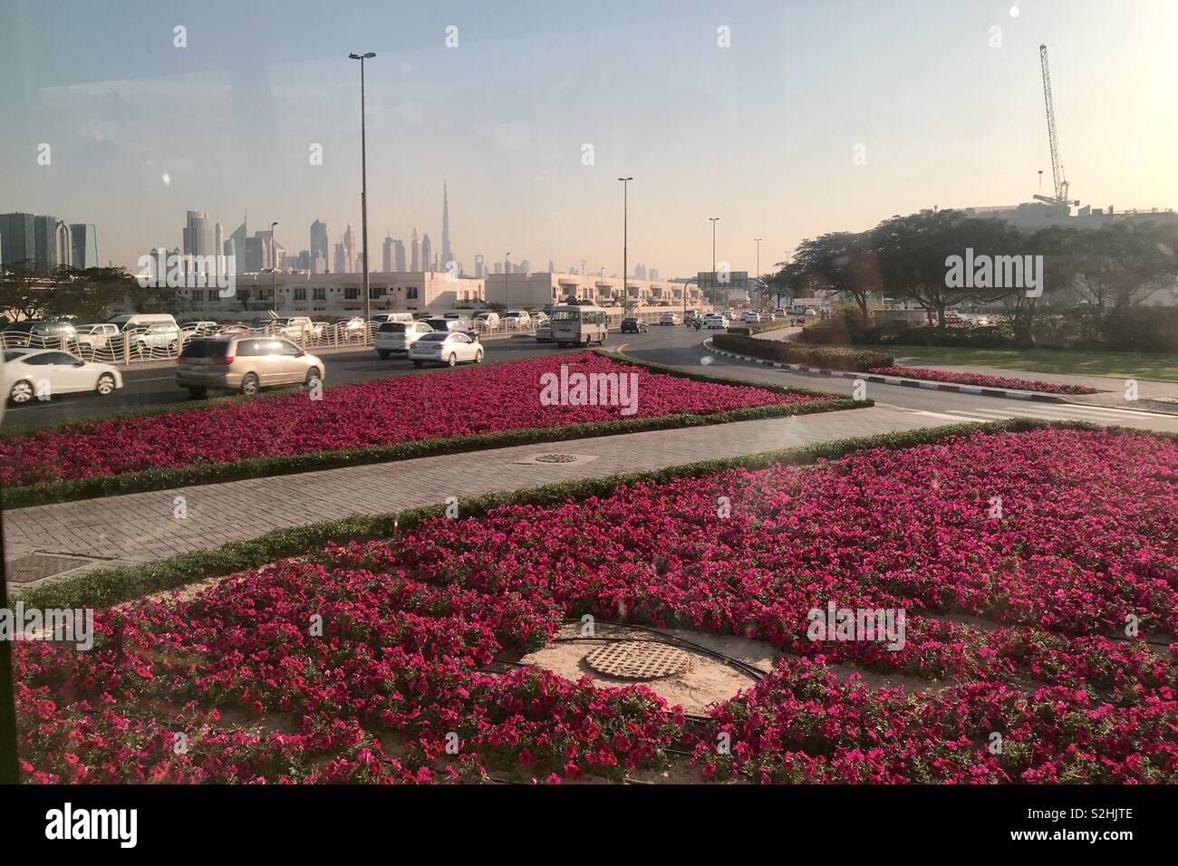 Dubai flowers hi-res stock photography and images - Alamy