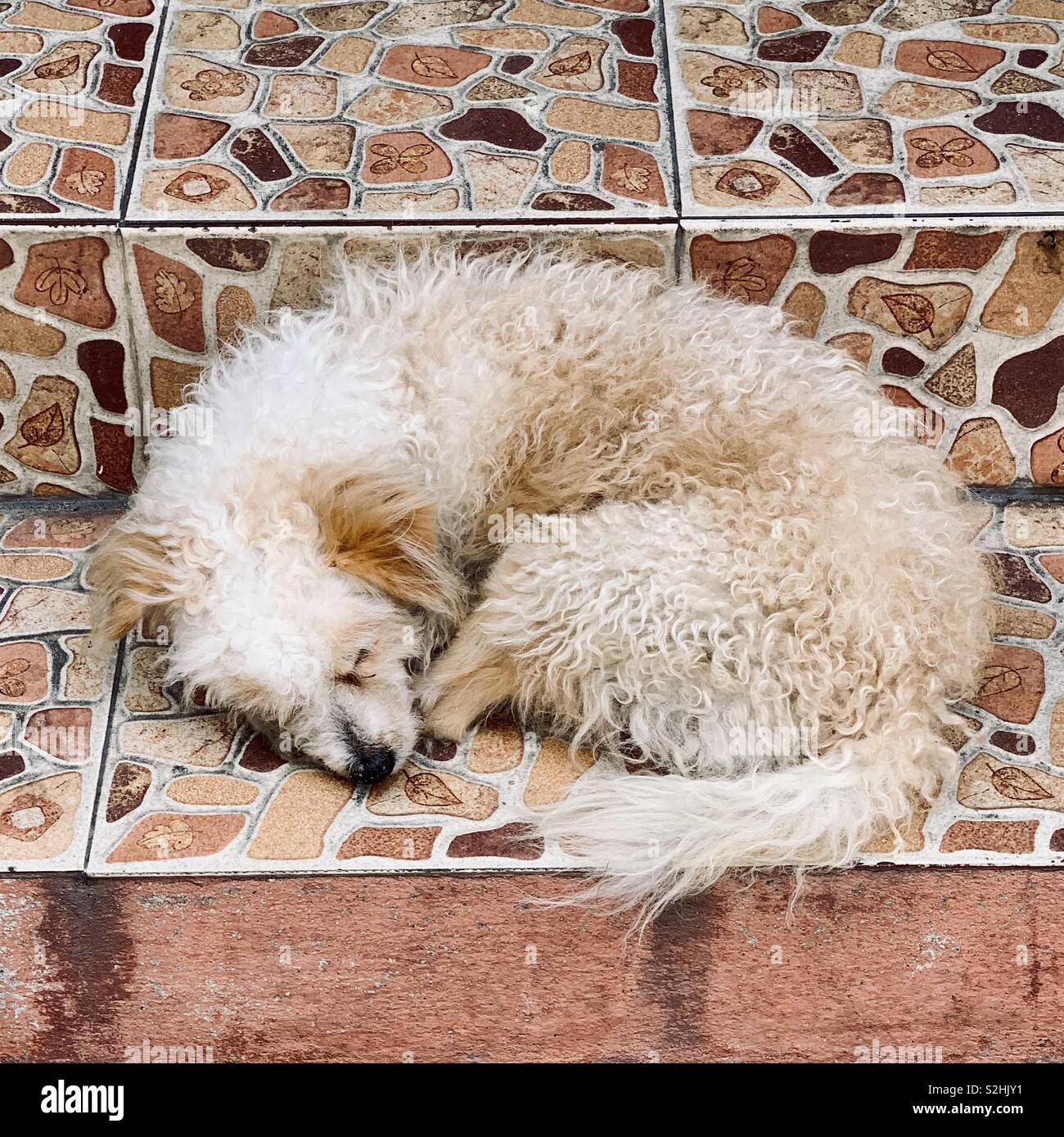 Brown dog asleep hi-res stock photography and images - Alamy