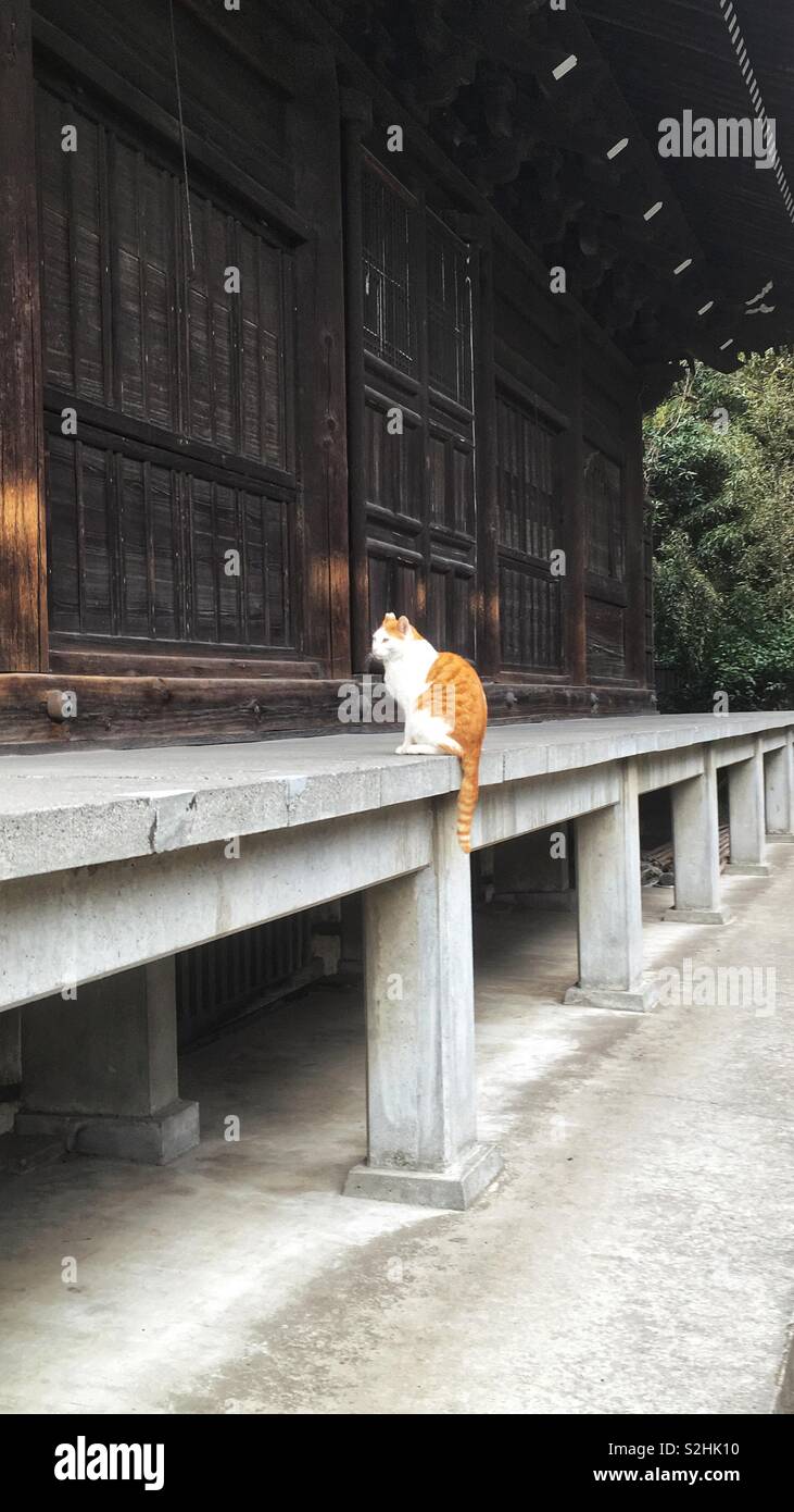 Cat Temple Stock Photos & Cat Temple Stock Images - Alamy