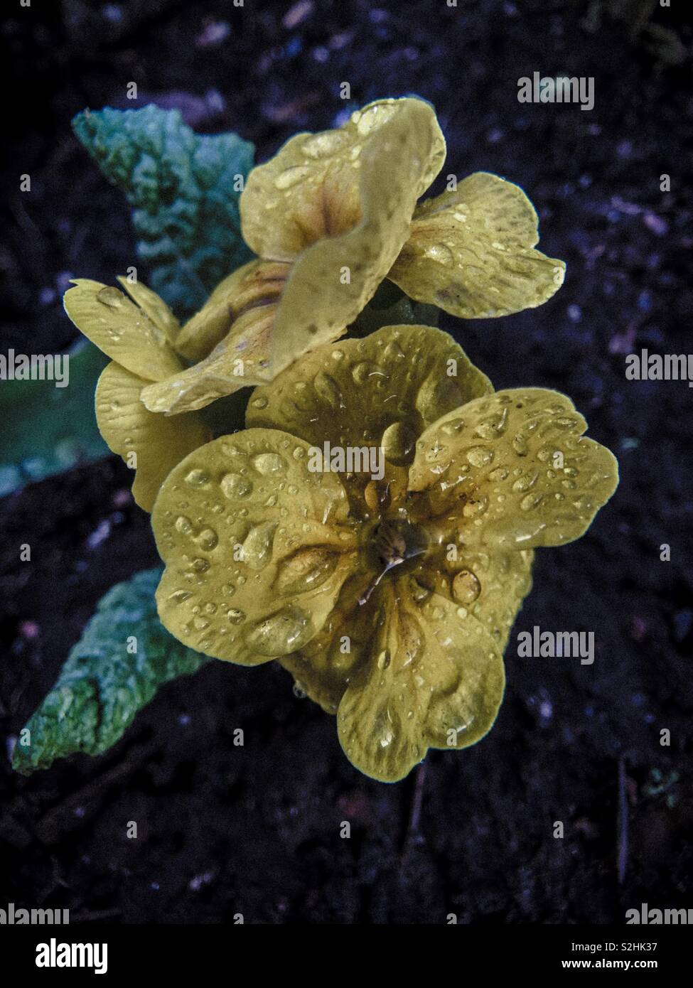 Yellow primroses at twilight Stock Photo - Alamy