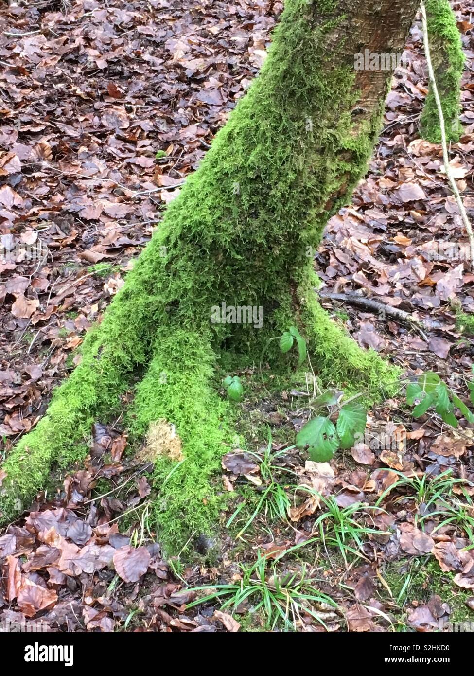 Mossy tree trunk hi-res stock photography and images - Alamy