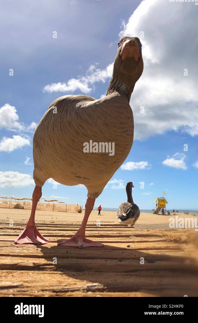 Goose on the beach Stock Photo - Alamy
