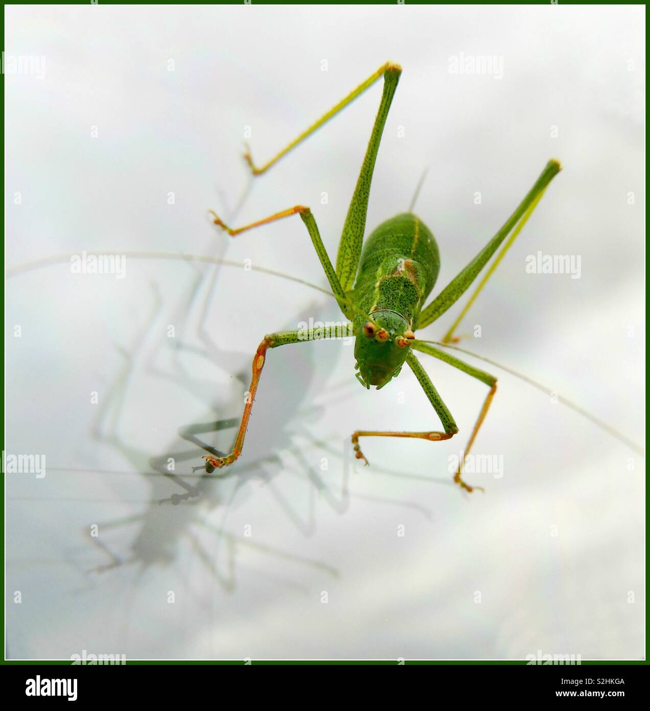 Green cricket insect hi-res stock photography and images - Alamy