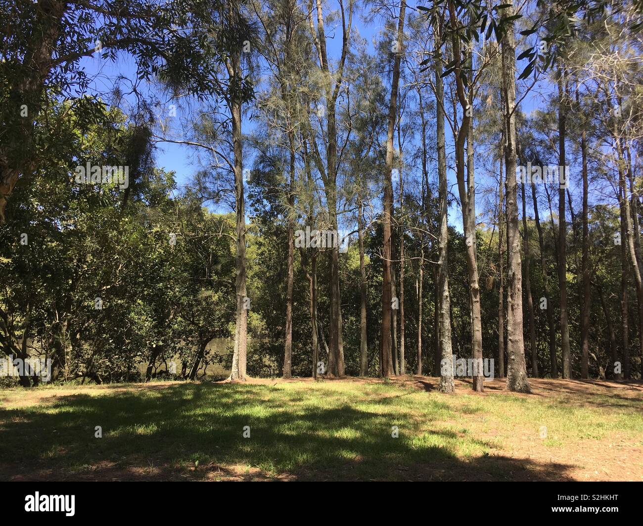 Trees in clearing Stock Photo - Alamy