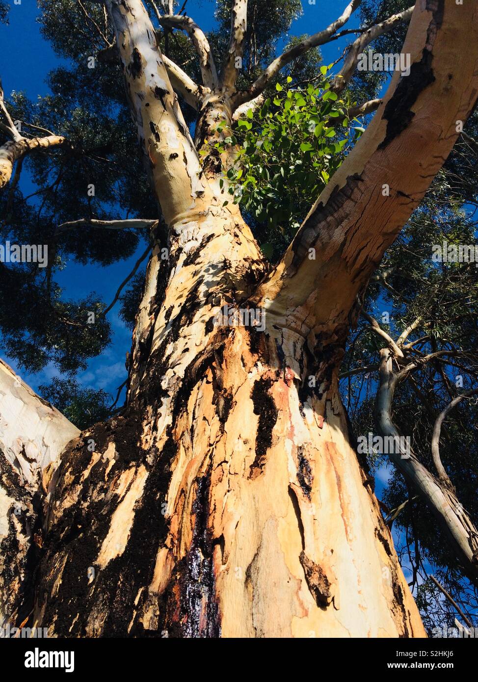 Gum tree, Melbourne Stock Photo - Alamy