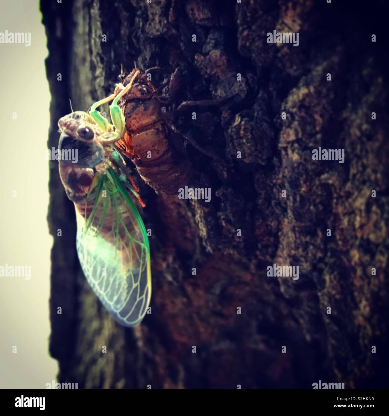 Cicada transformation hi-res stock photography and images - Alamy