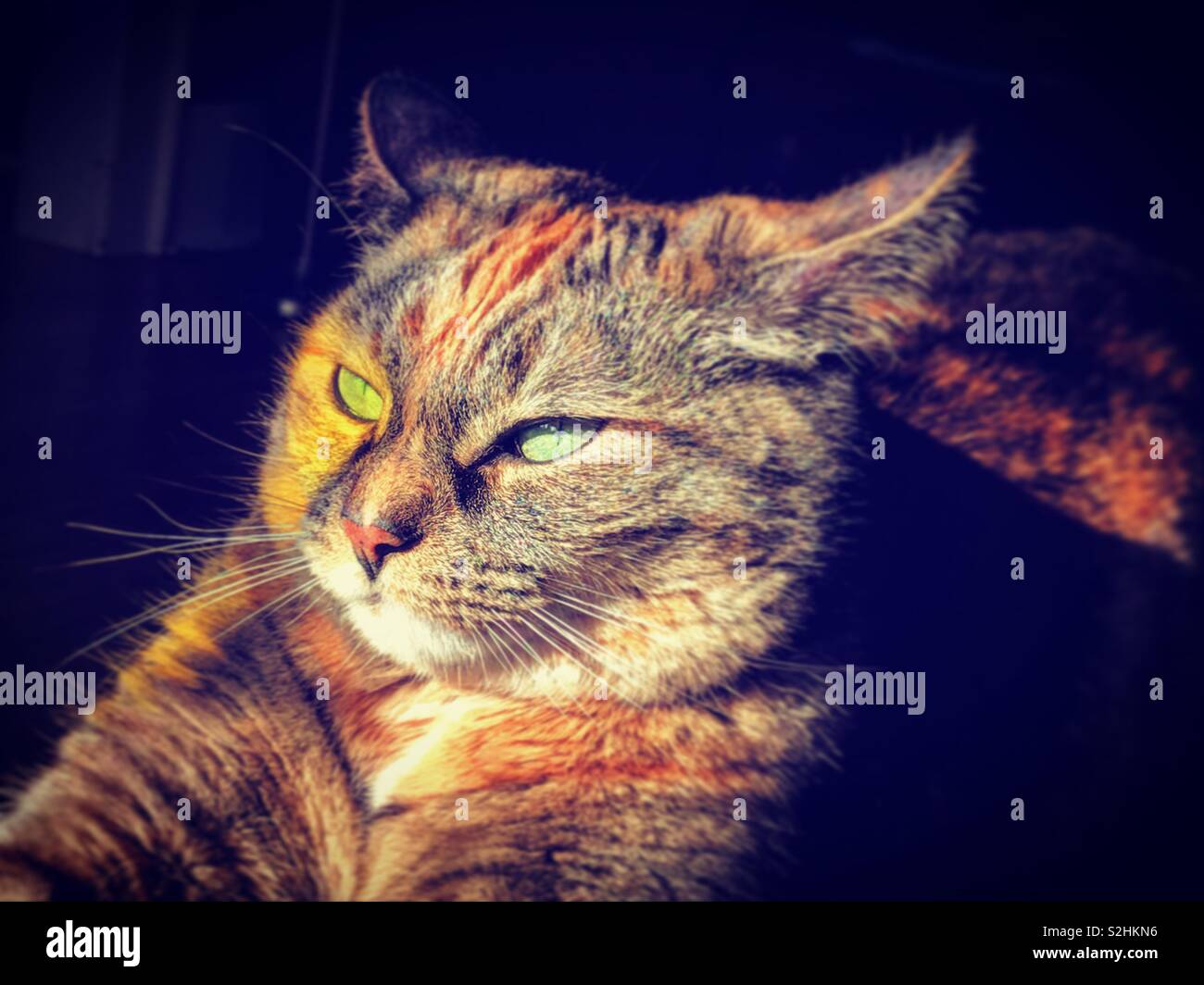 Sunny cat hi-res stock photography and images - Alamy