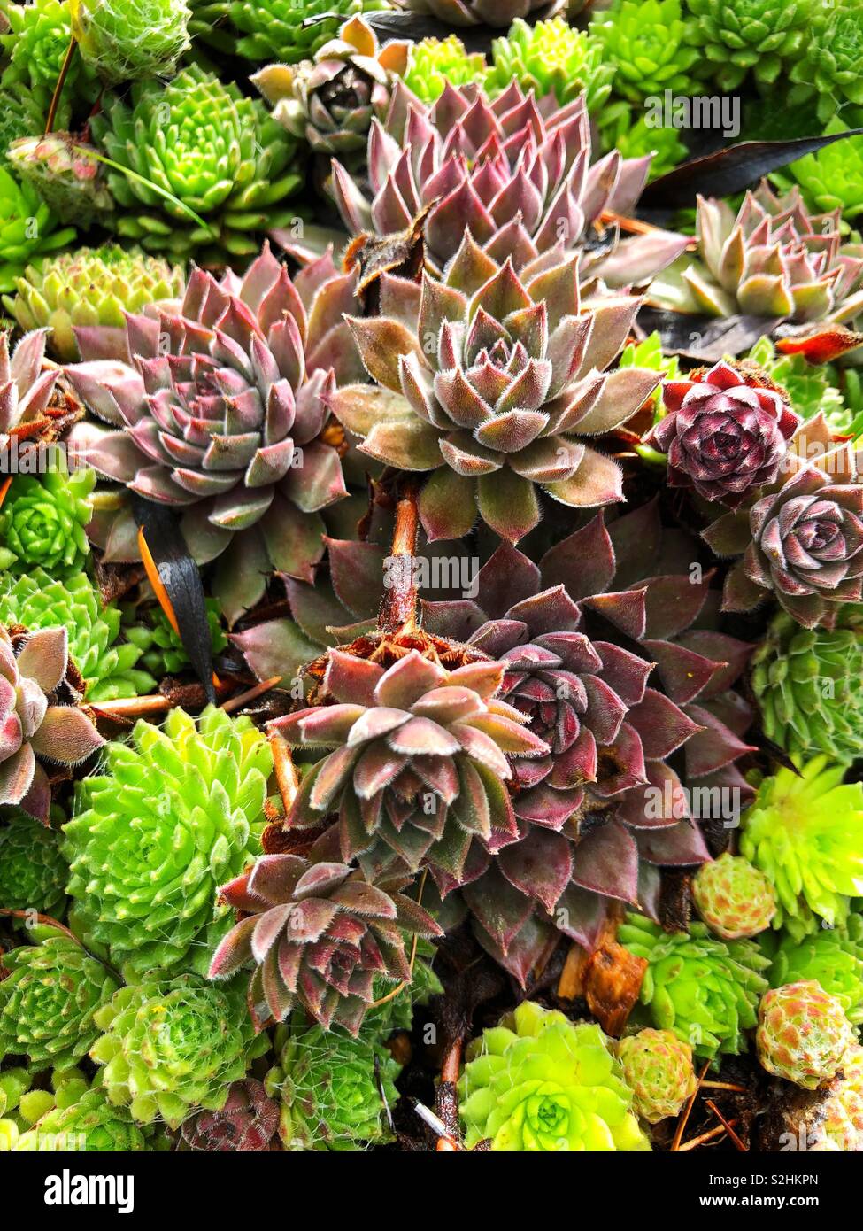 Hen and chickens plant hi-res stock photography and images - Alamy