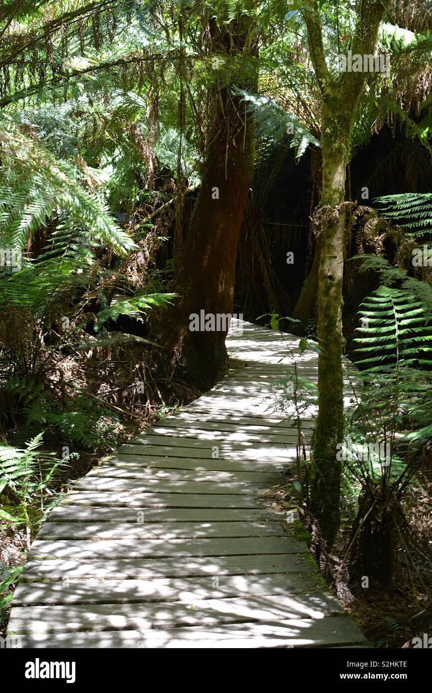 The maits rest rainforest walk hi-res stock photography and images - Alamy