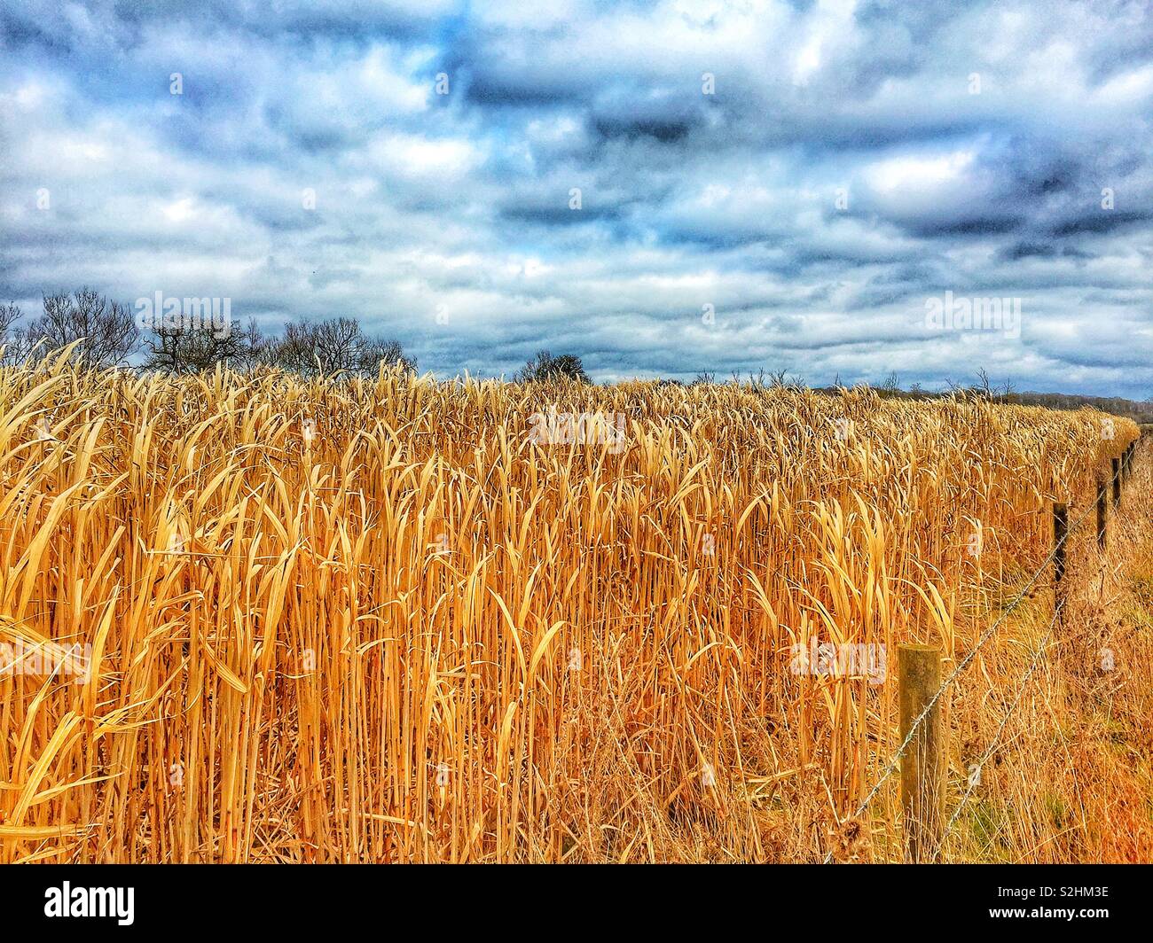 Golden corn hi-res stock photography and images - Alamy