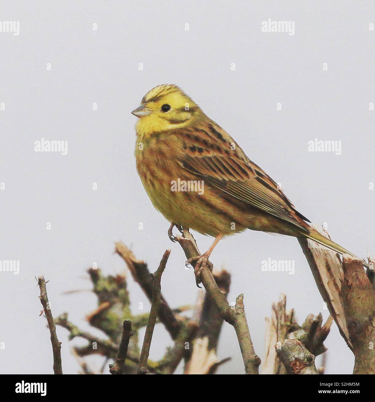 Yellowhammer nature hi-res stock photography and images - Alamy