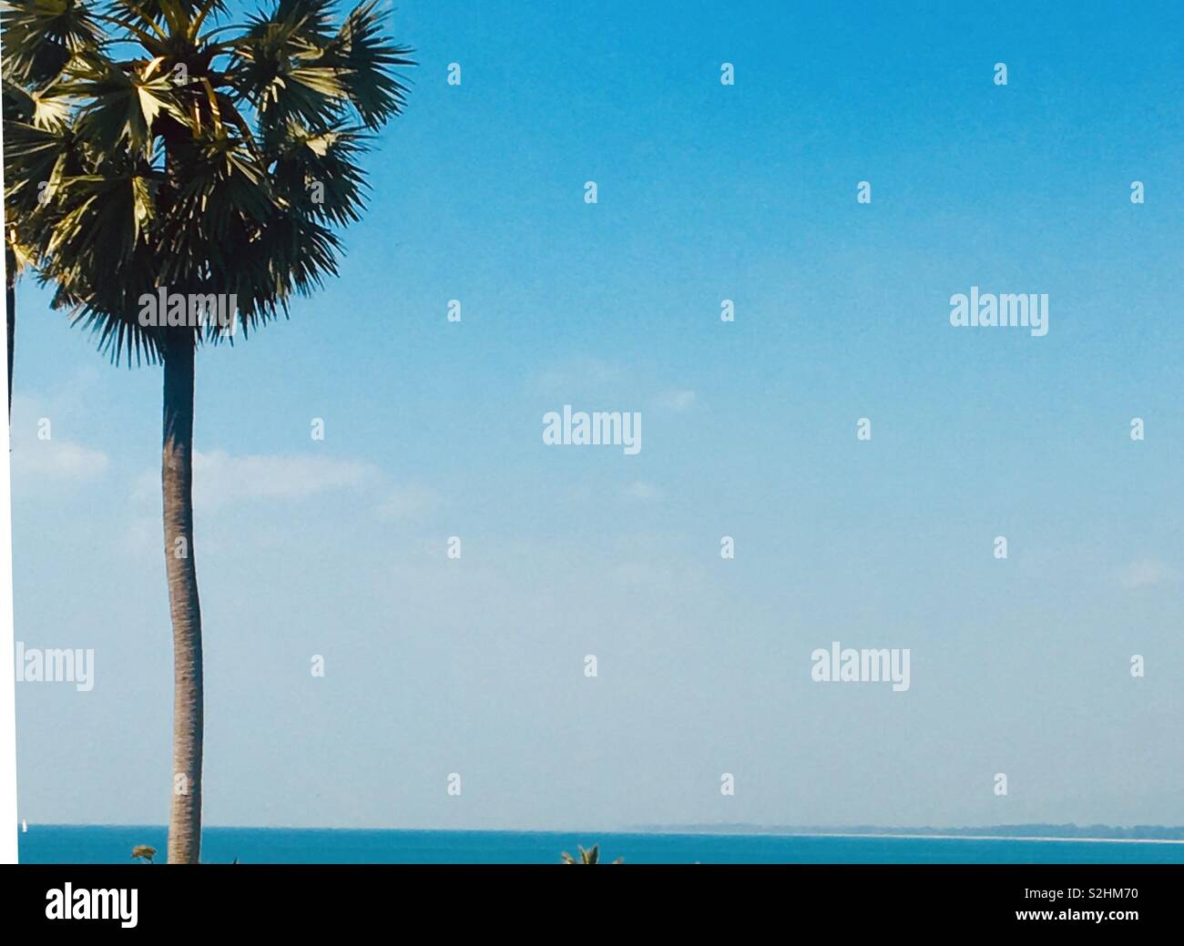 Pal tree hi-res stock photography and images - Alamy