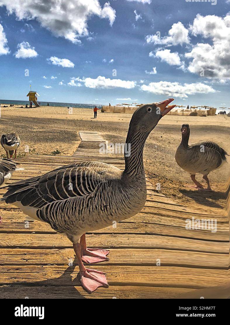 Sea gooses hi-res stock photography and images - Alamy