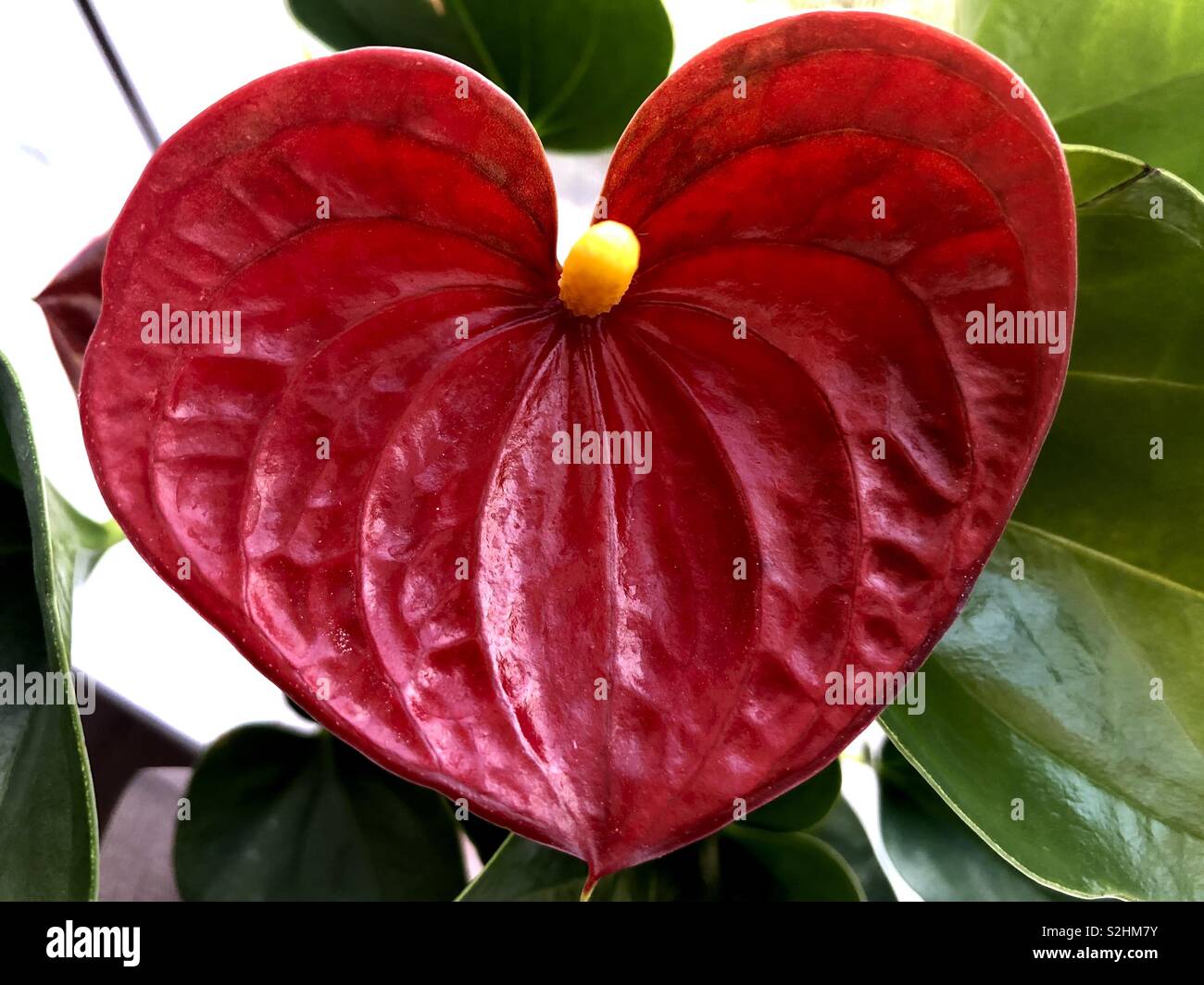 Anthurium plant in natural light Stock Photo - Alamy