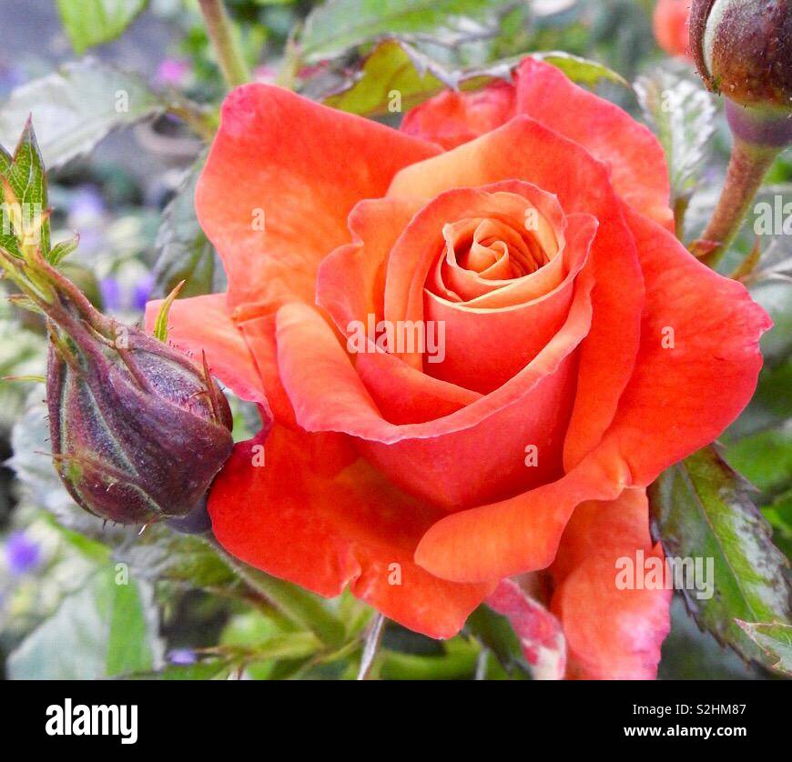 Rose rise hi-res stock photography and images - Alamy