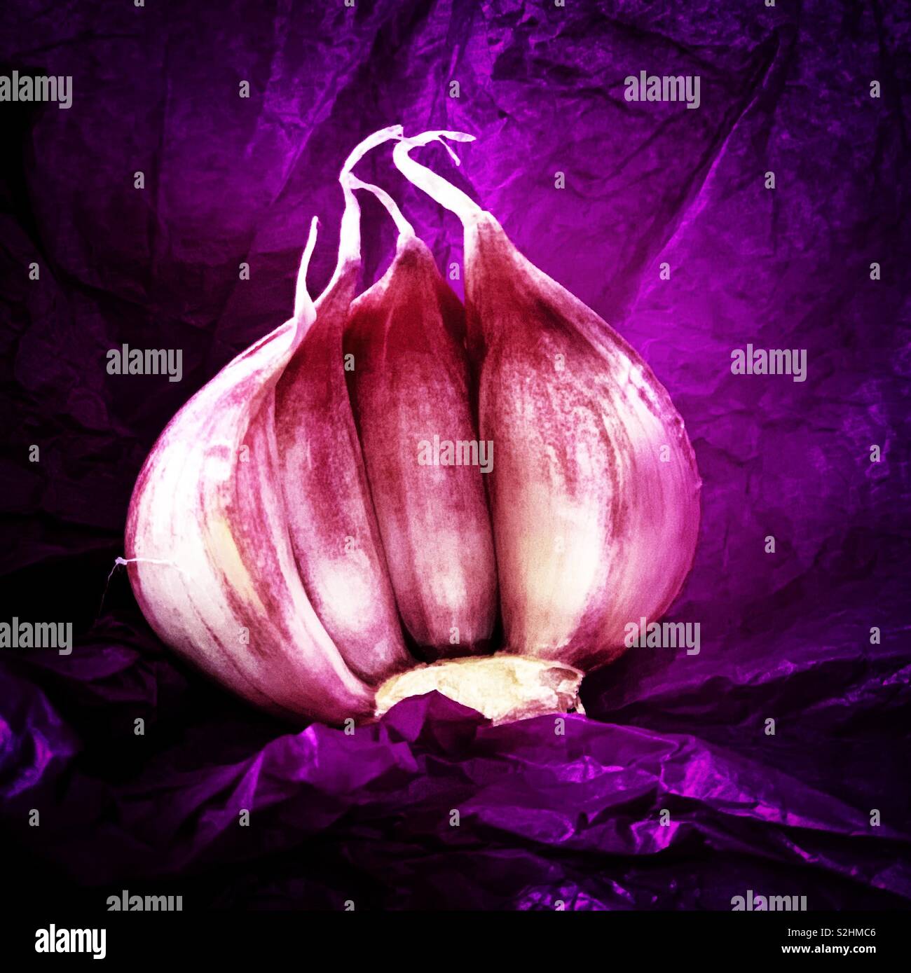 Garlic Plant Stock Photos & Garlic Plant Stock Images - Alamy
