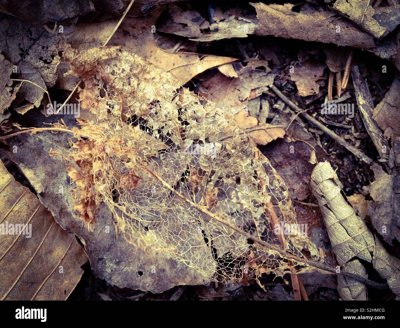 Lacy leaf "skeleton" lies atop brown winter leaves Stock Photo - Alamy