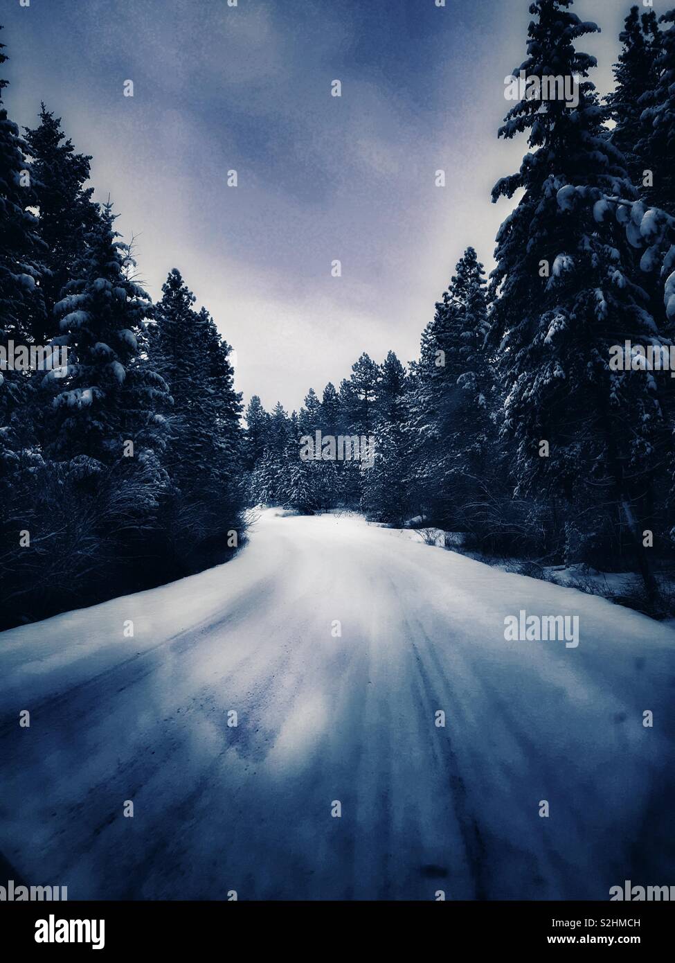 Snow filled forest road Stock Photo - Alamy