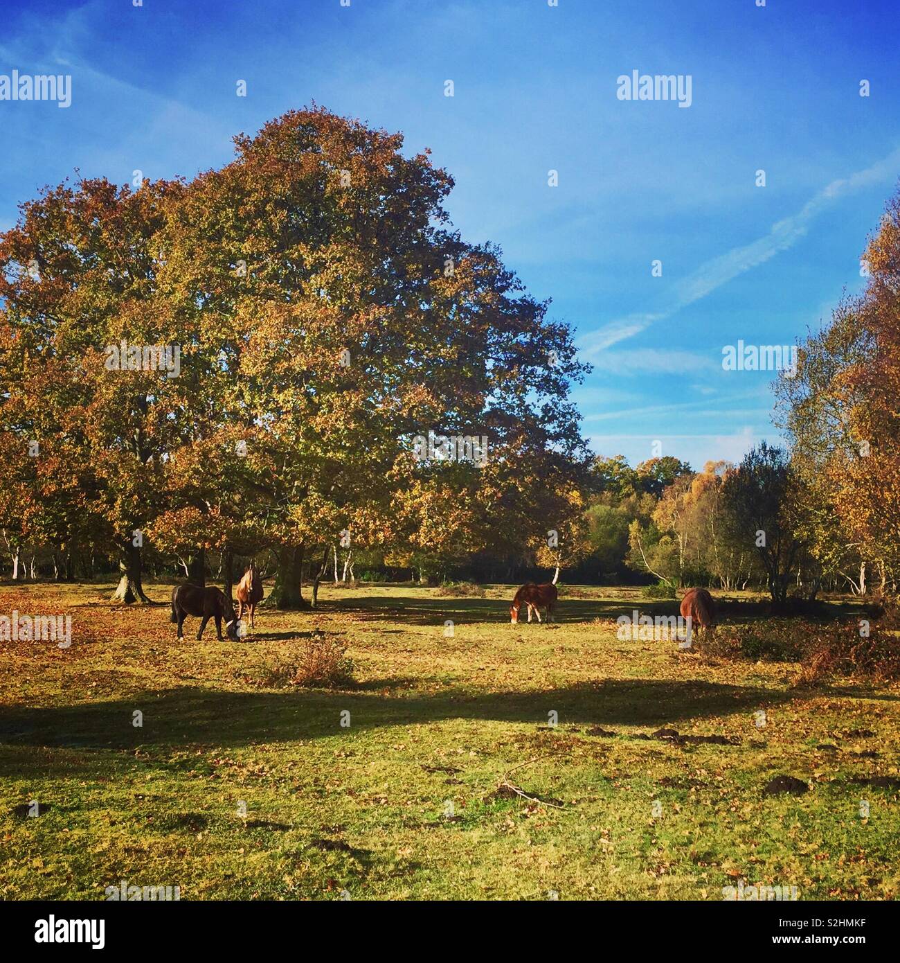 Autumn ponies in the new forest Stock Photo - Alamy