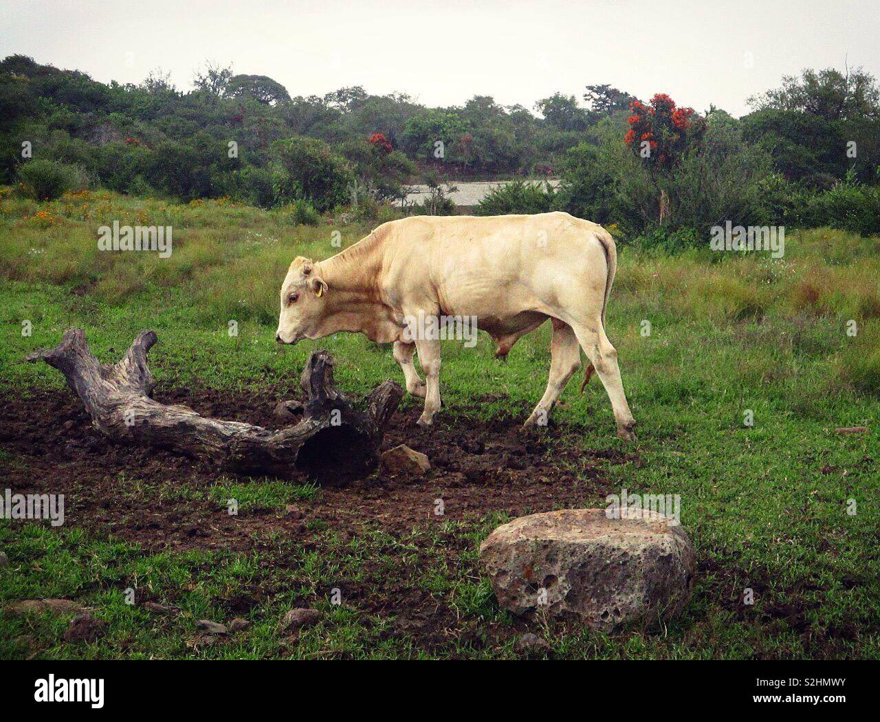 White bull hi-res stock photography and images - Alamy