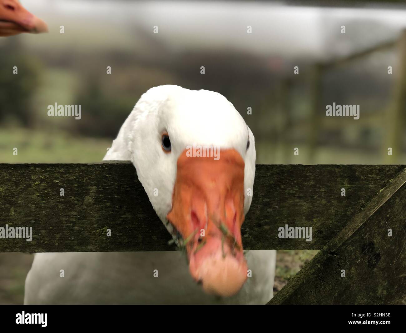 Goose looking through a gate Stock Photo - Alamy