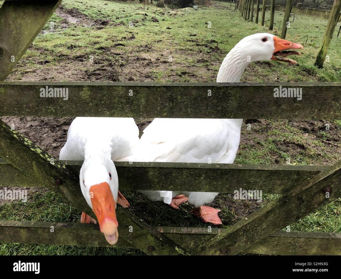 Geese orange beak hi-res stock photography and images - Alamy