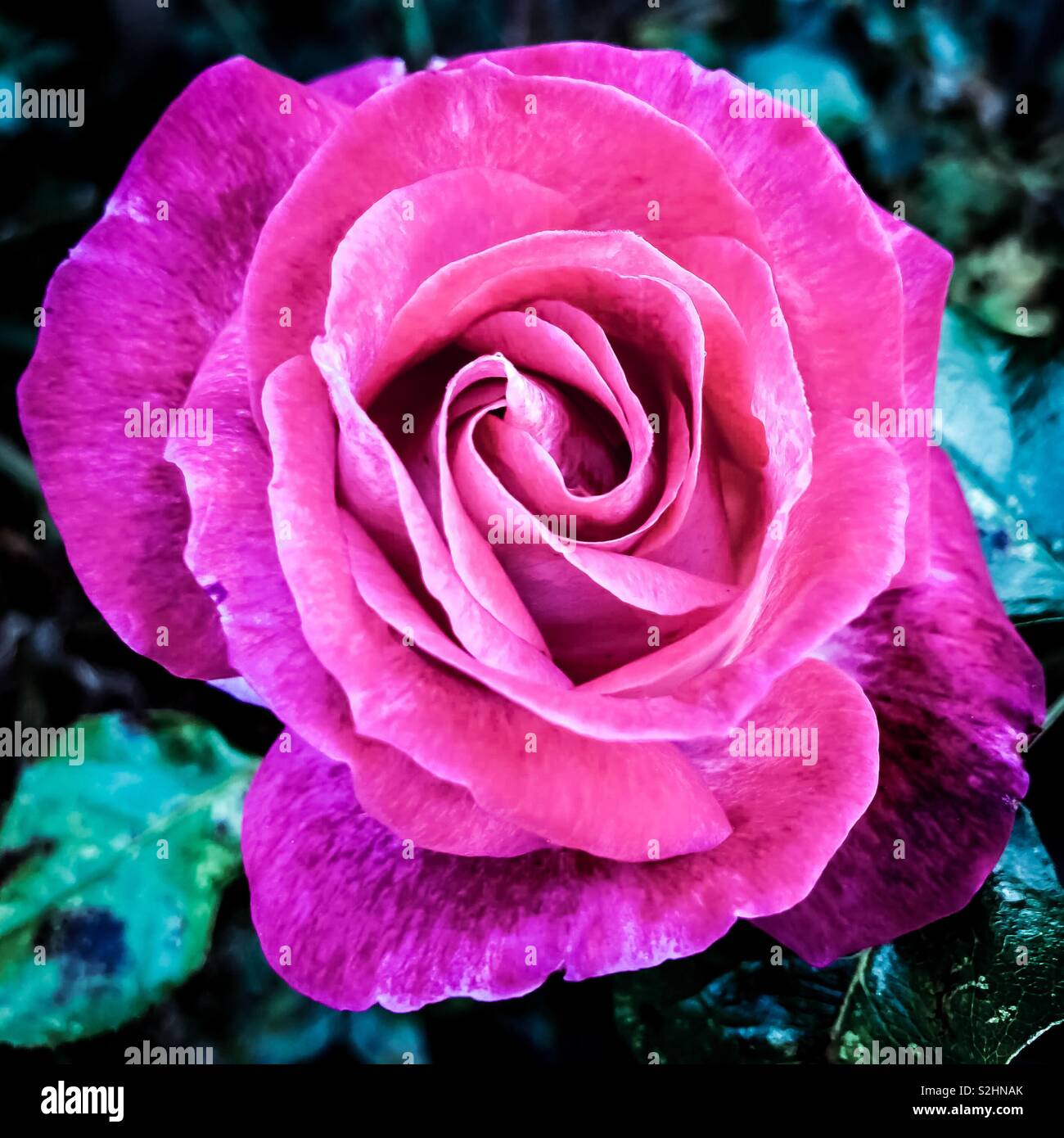 Spiral rose hi-res stock photography and images - Alamy
